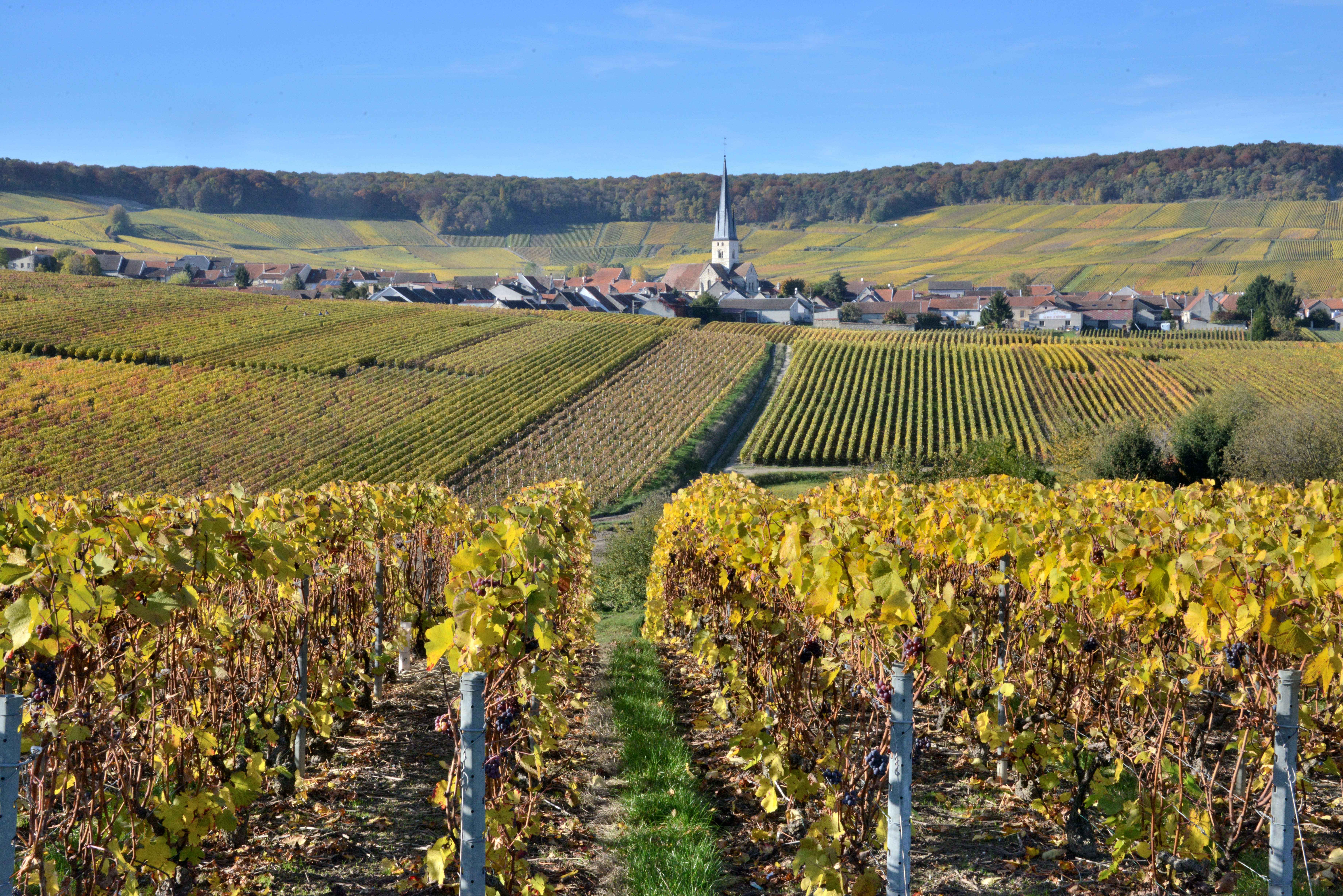 Montagne et région de Reims : vigueur et générosité du pinot noir | Unesco
